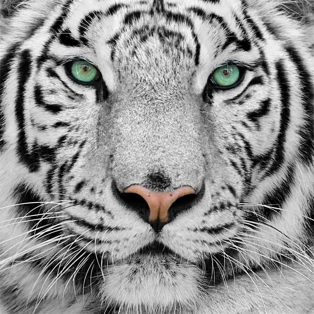 Victoriasmoon Tiger 5D DIY Diamond Painting Kits UK – VictoriasMoon.co.uk